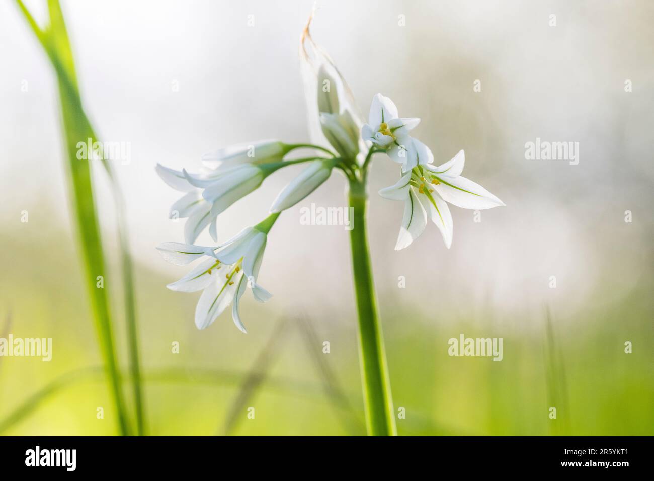 Allium triquetrum is a bulbous flowering plant known in English as ...