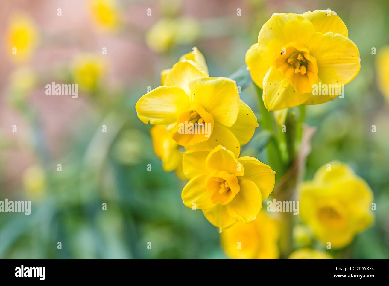 Narcissus tazetta (paperwhite, bunch-flowered narcissus, bunch-flowered ...
