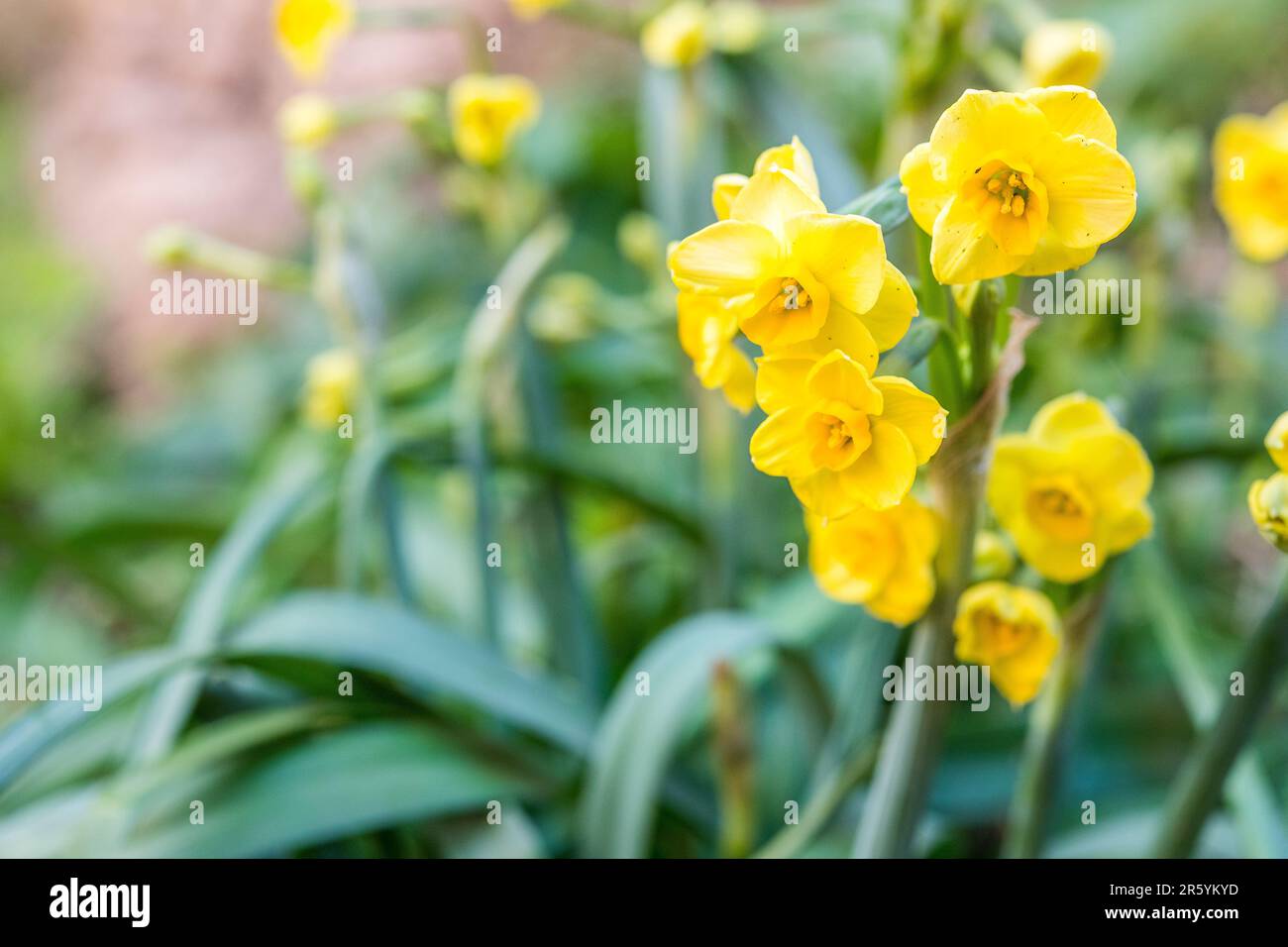 Narcissus tazetta (paperwhite, bunch-flowered narcissus, bunch-flowered ...