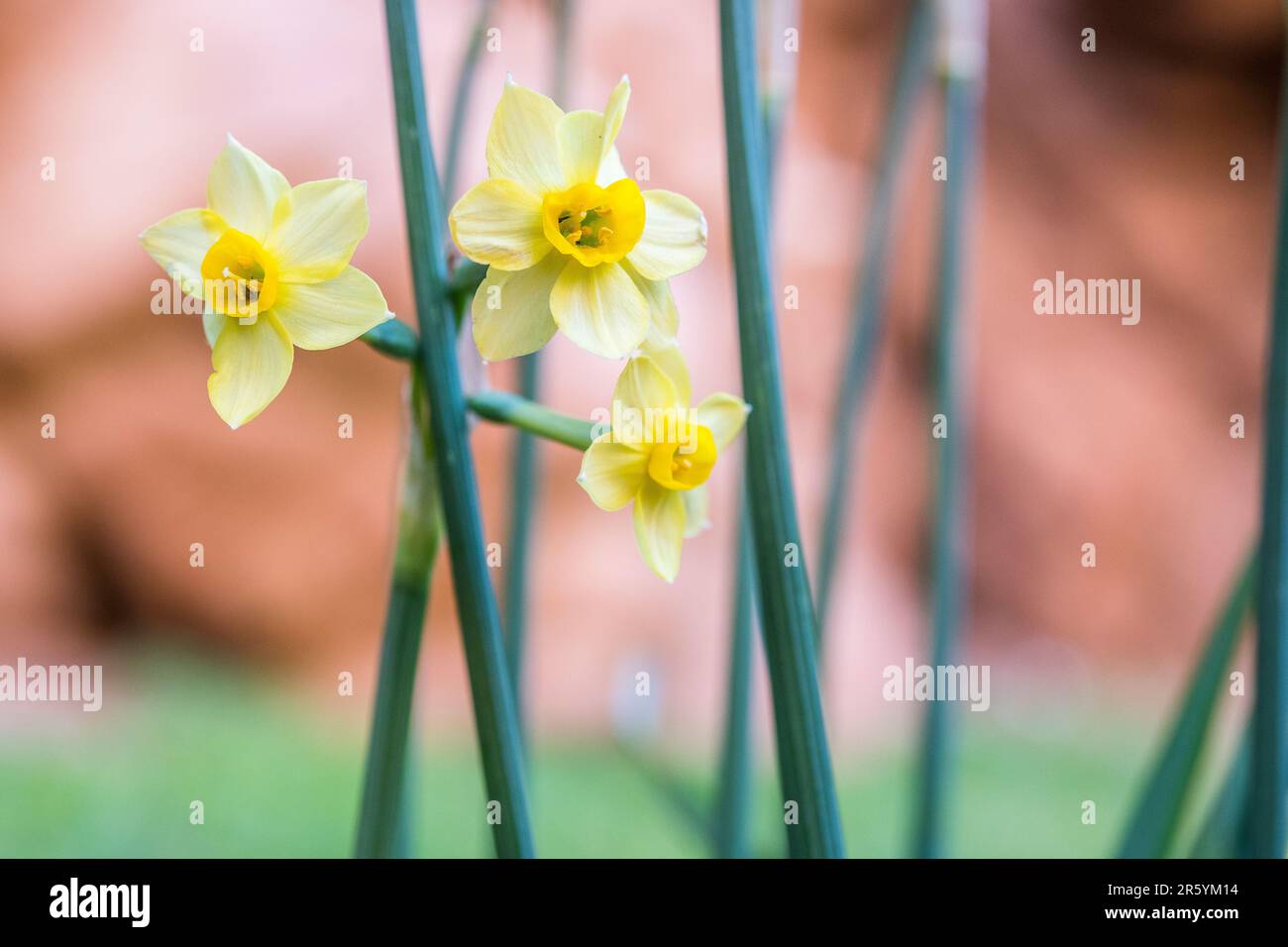 Narcissus tazetta (paperwhite, bunch-flowered narcissus, bunch-flowered ...