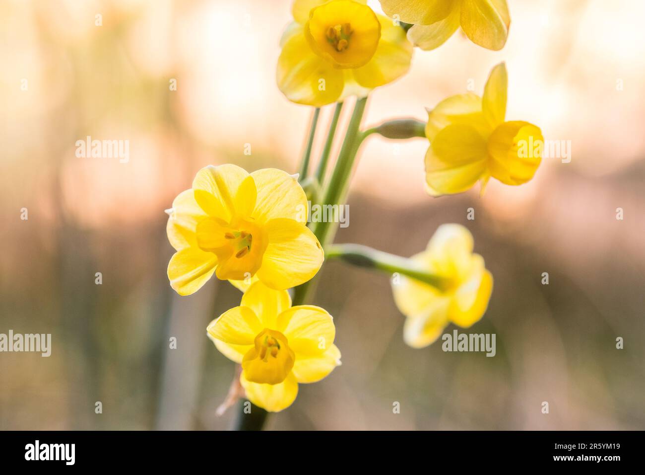 Narcissus tazetta (paperwhite, bunch-flowered narcissus, bunch-flowered ...