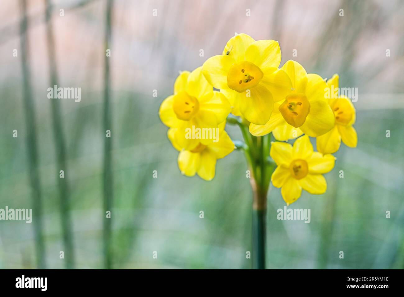 Narcissus tazetta (paperwhite, bunch-flowered narcissus, bunch-flowered ...