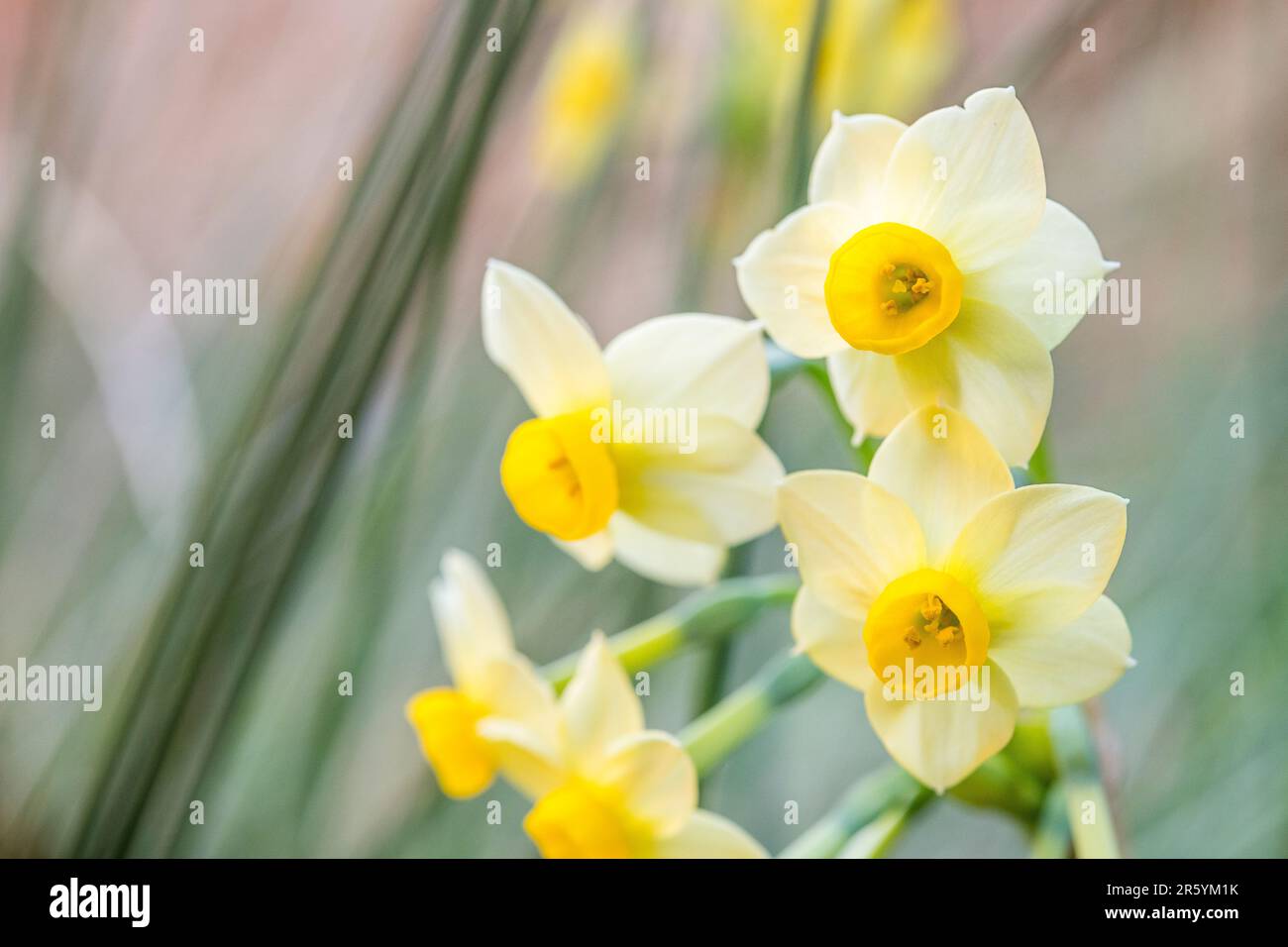 Narcissus tazetta (paperwhite, bunch-flowered narcissus, bunch-flowered ...