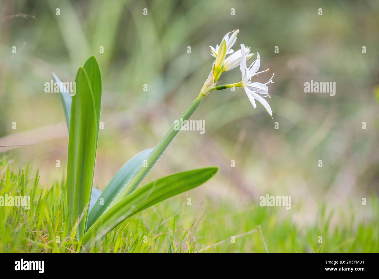 Pancratium illyricum is a species of bulbous plant native to Corsica ...