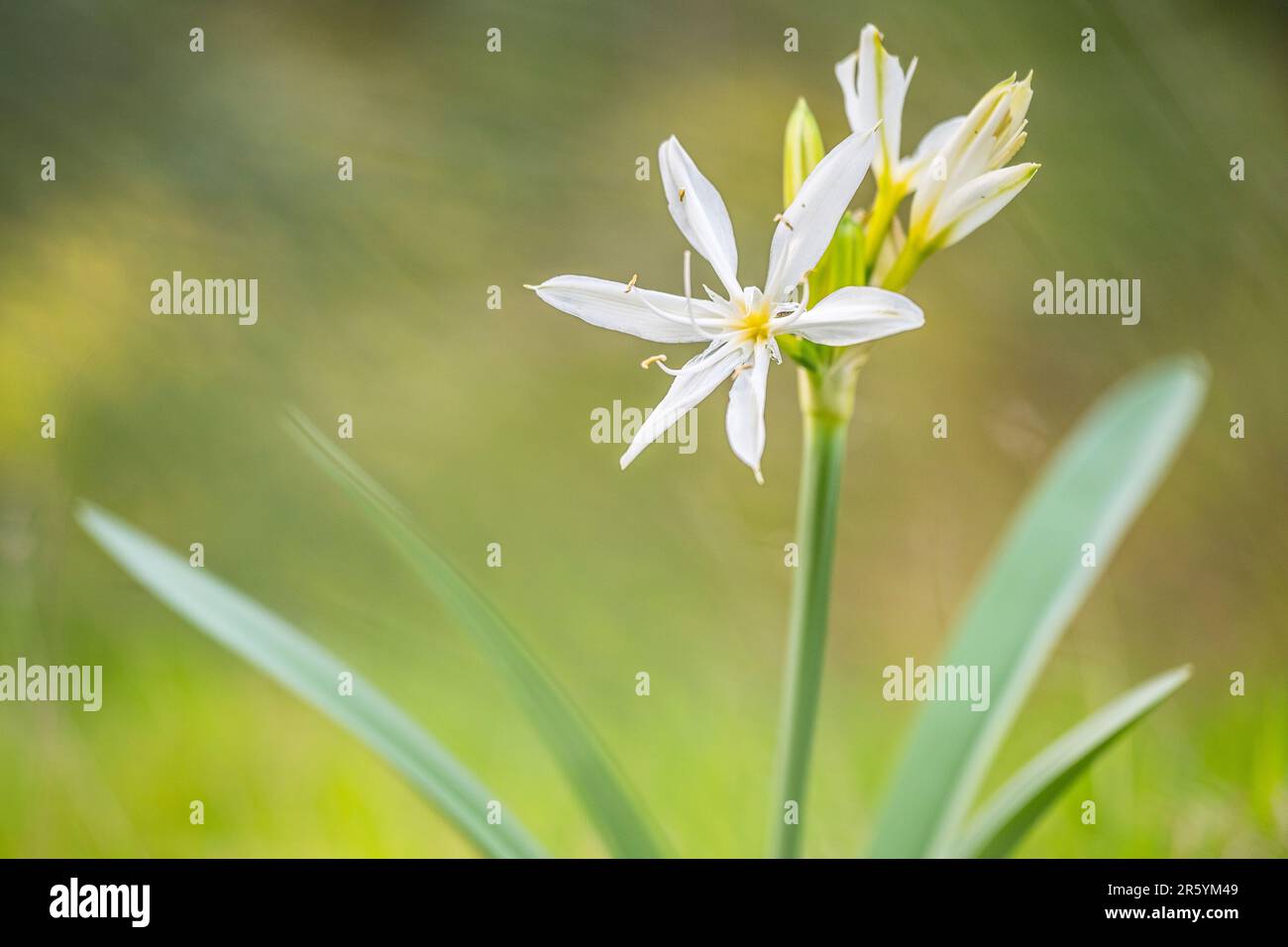Pancratium illyricum is a species of bulbous plant native to Corsica ...