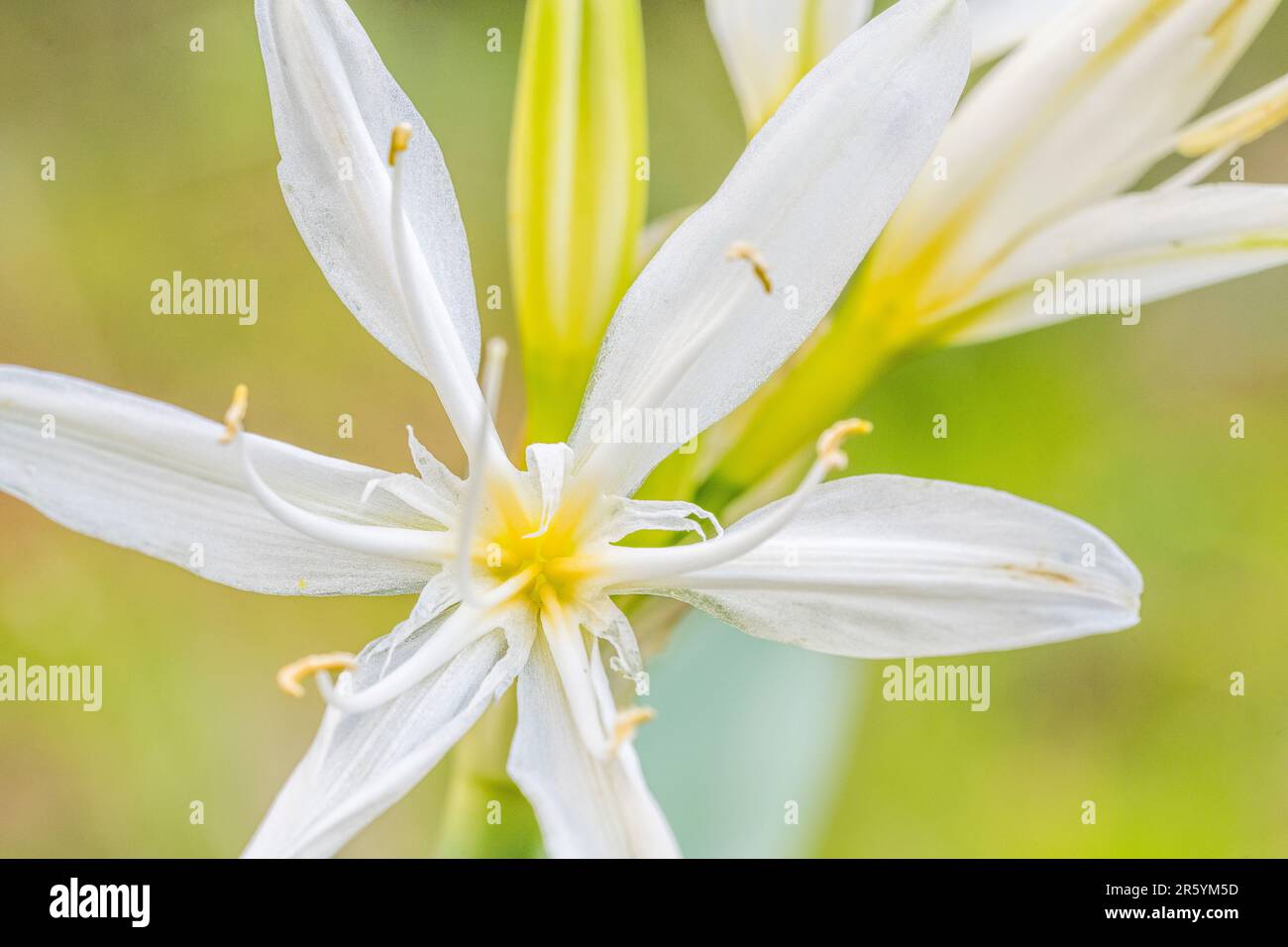 Pancratium illyricum is a species of bulbous plant native to Corsica ...