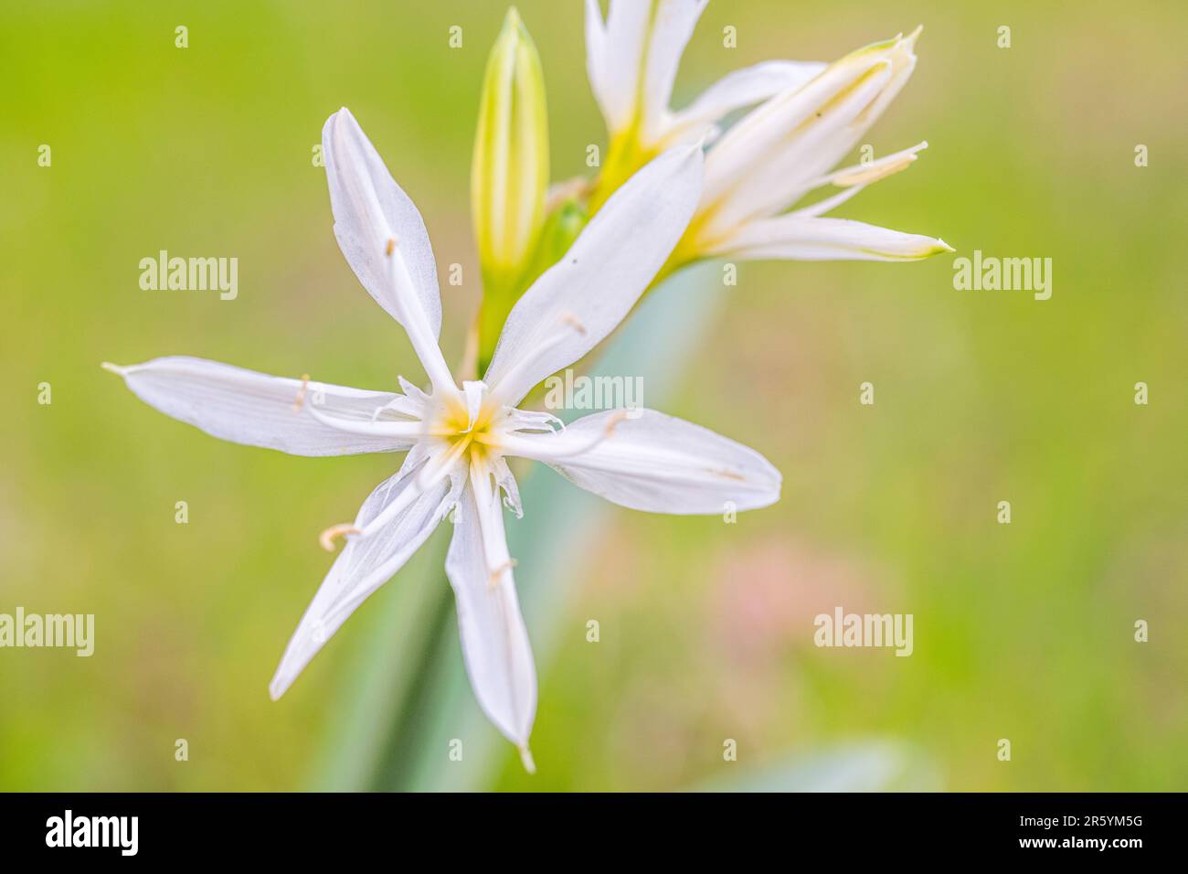 Pancratium illyricum is a species of bulbous plant native to Corsica ...