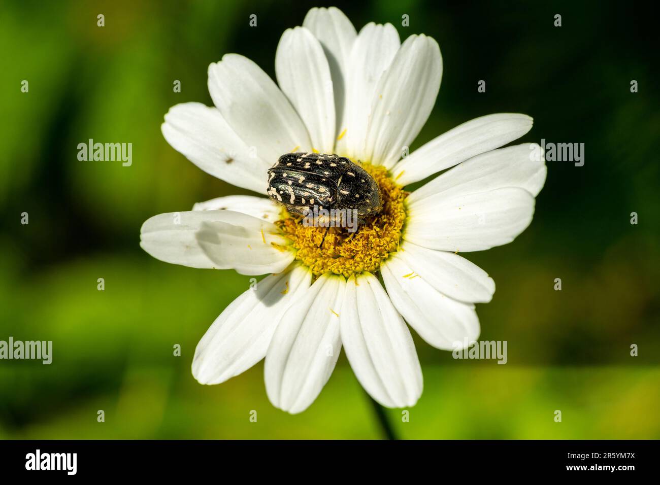 Mourning bee hi-res stock photography and images - Alamy
