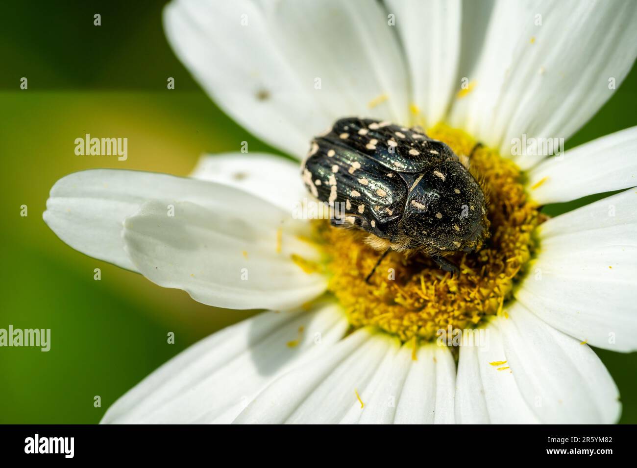 Mourning Rose Beetle on daisy Stock Photo - Alamy