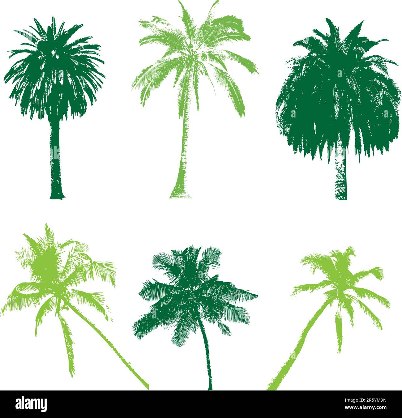 palm collection, vector illustration for your design Stock Vector Image ...