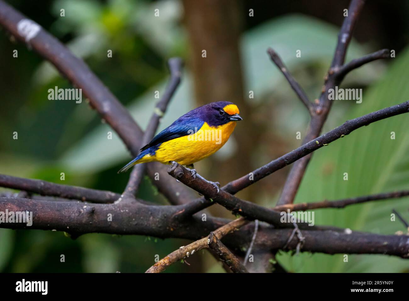 Euphonia watching hi-res stock photography and images - Alamy