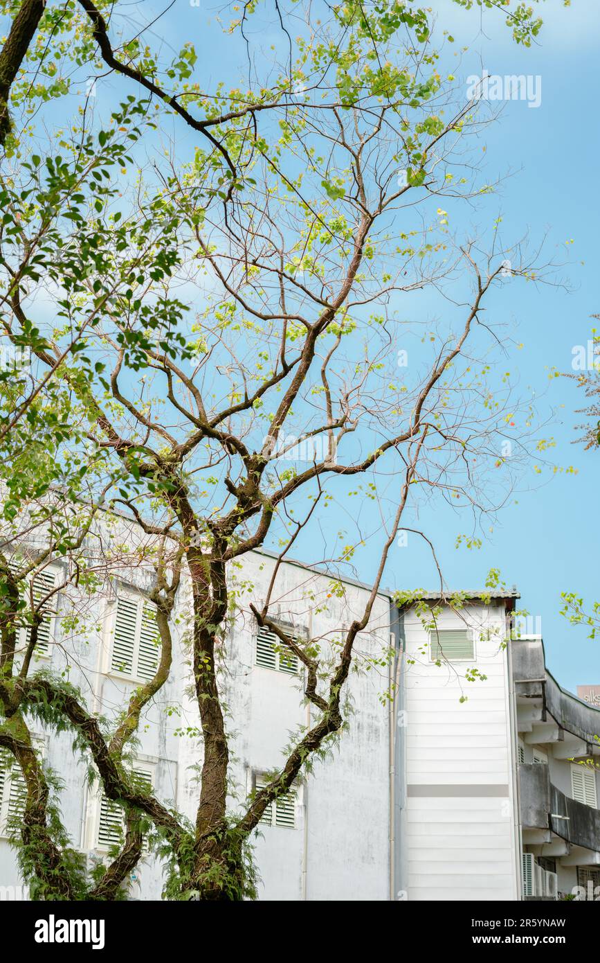 White building and green tree in Taiwan Stock Photo - Alamy