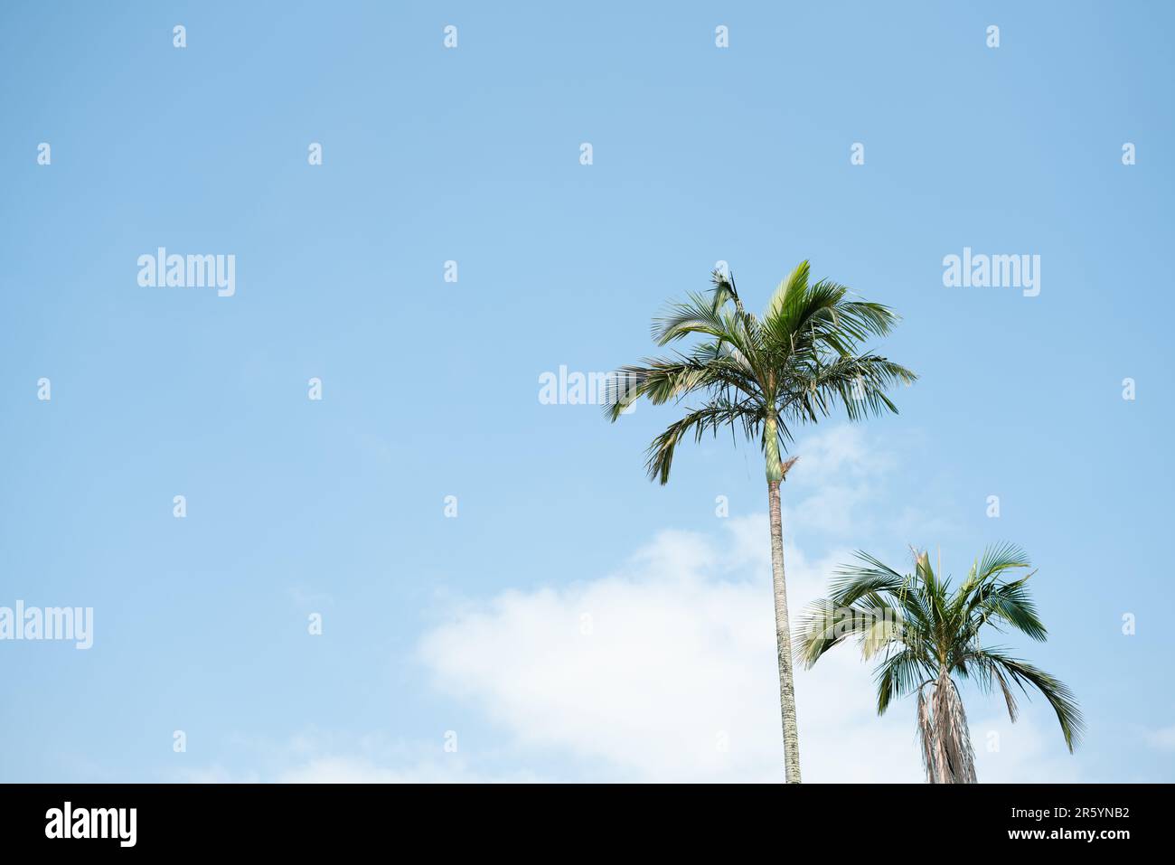 Palm tree with blue sky in Yilan, Taiwan Stock Photo - Alamy