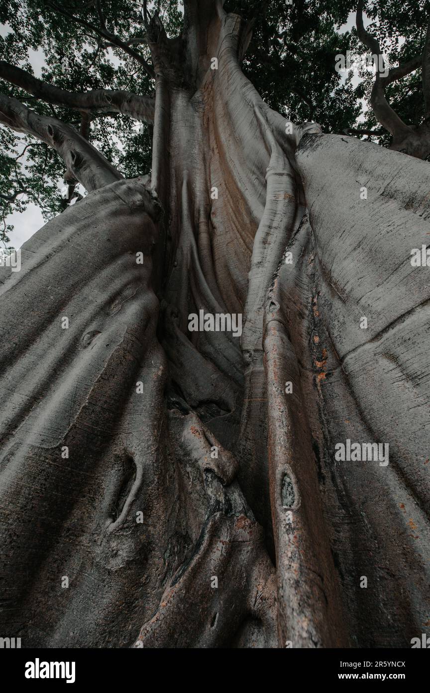 Old big tree in jungle tropical rainforest Stock Photo - Alamy