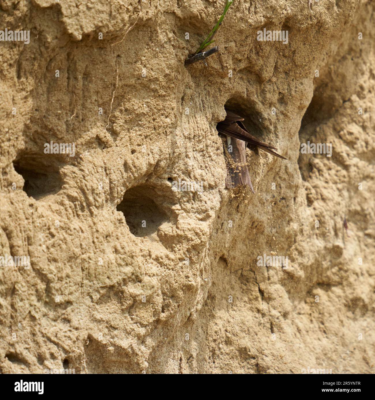 Sand martin (Riparia riparia) colony in a mud bank Stock Photo - Alamy