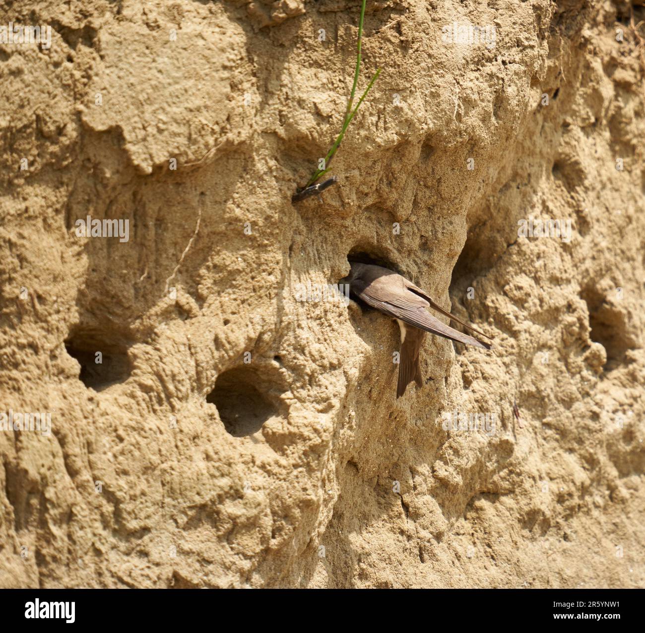 Sand martin (Riparia riparia) colony in a mud bank Stock Photo - Alamy