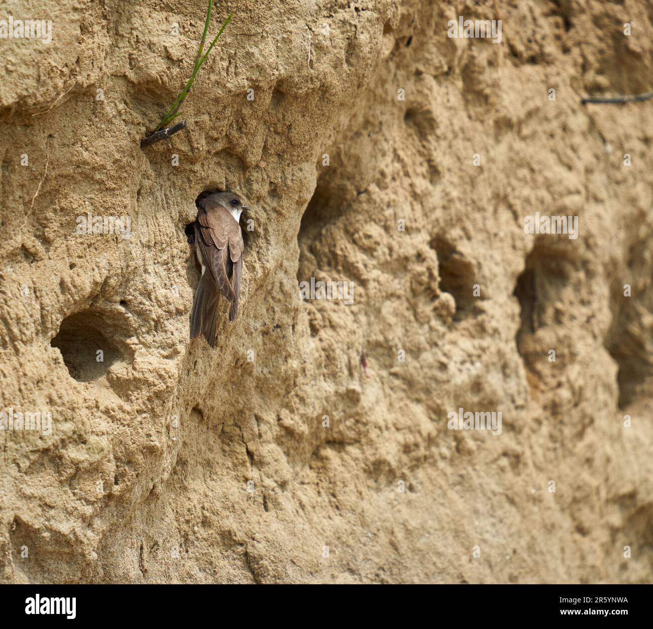 Sand martin (Riparia riparia) colony in a mud bank Stock Photo - Alamy