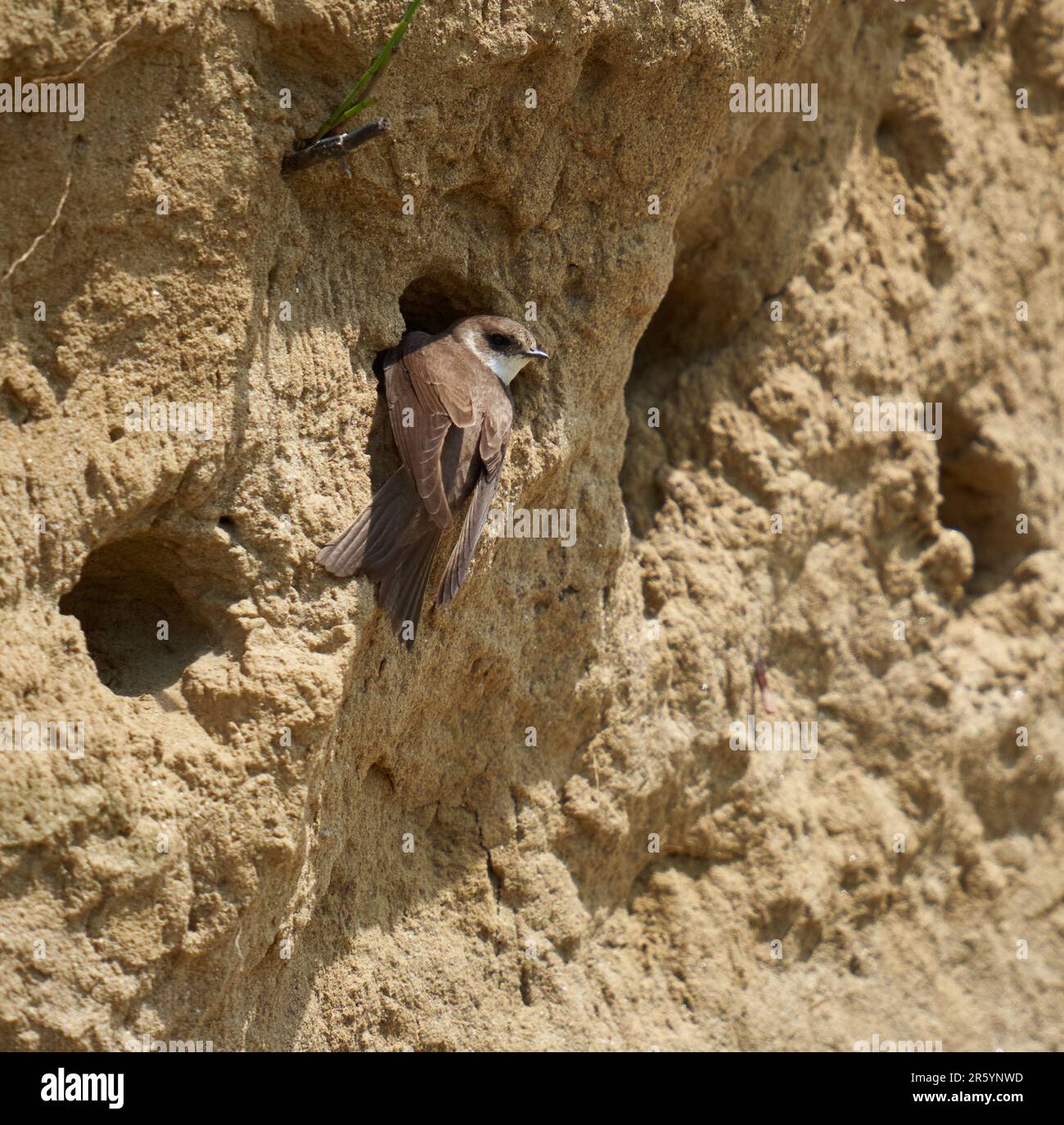 Sand martin (Riparia riparia) colony in a mud bank Stock Photo - Alamy
