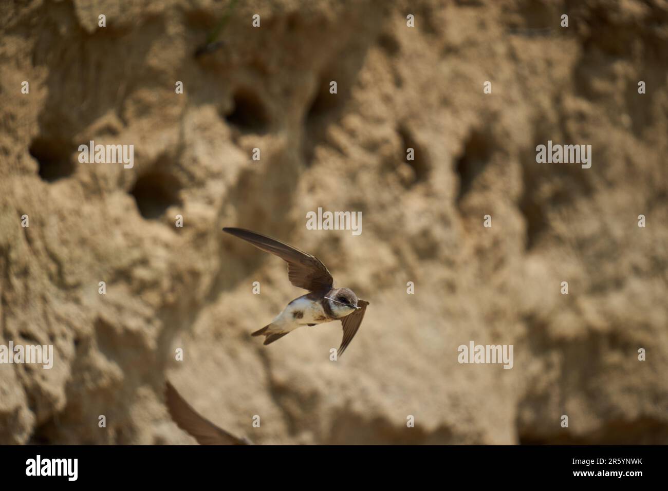 Male sand martin riparia riparia hi-res stock photography and images ...