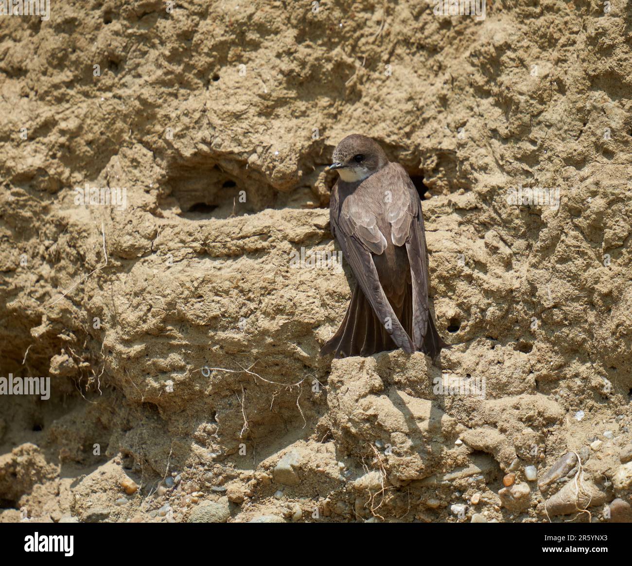 Sand martin (Riparia riparia) colony in a mud bank Stock Photo - Alamy