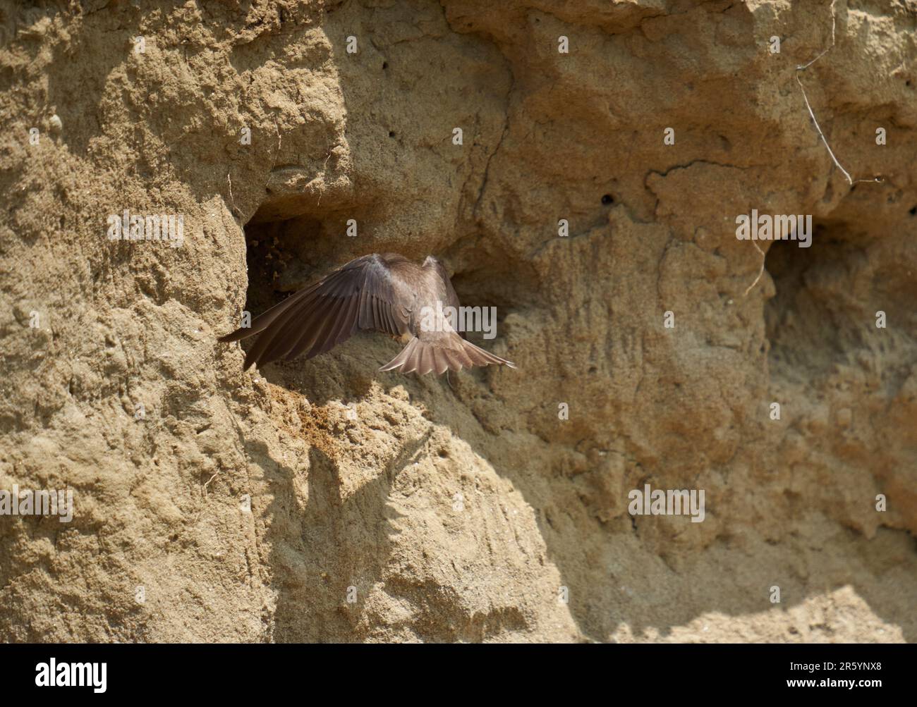 Sand martin (Riparia riparia) colony in a mud bank Stock Photo - Alamy