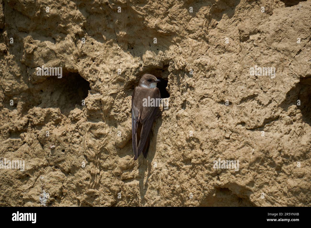 Sand martin (Riparia riparia) colony in a mud bank Stock Photo - Alamy