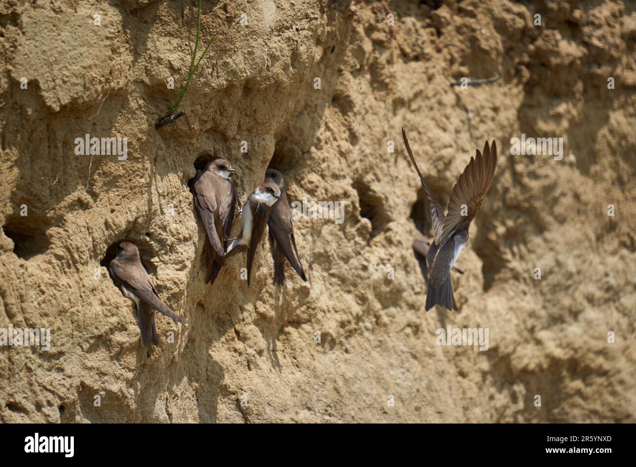 Sand martin (Riparia riparia) colony in a mud bank Stock Photo - Alamy