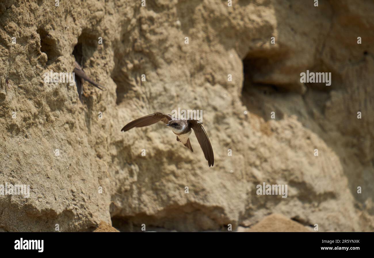 Sand martin (Riparia riparia) colony in a mud bank Stock Photo - Alamy