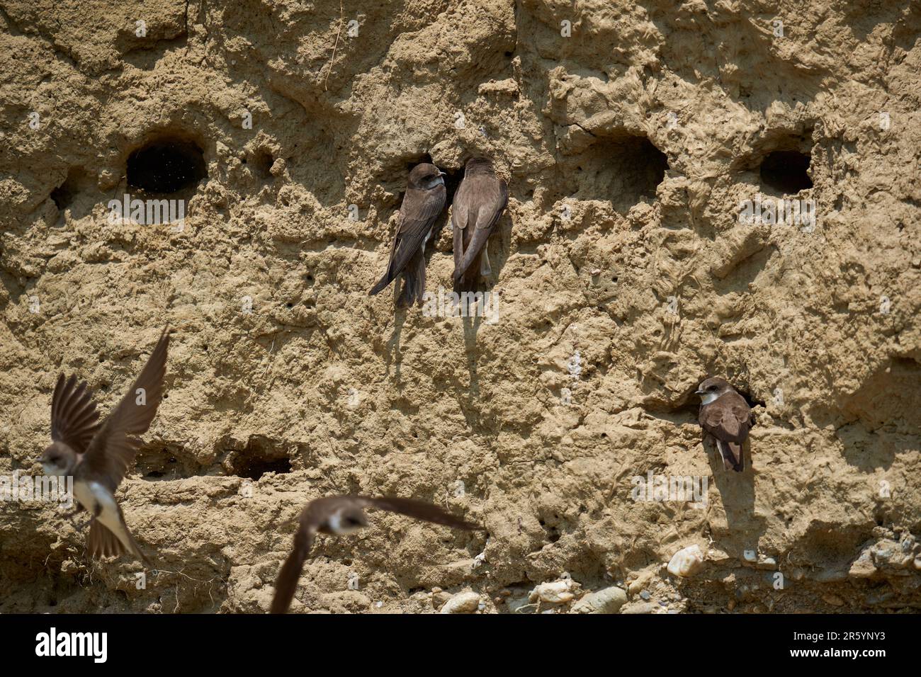 Sand martin (Riparia riparia) colony in a mud bank Stock Photo - Alamy