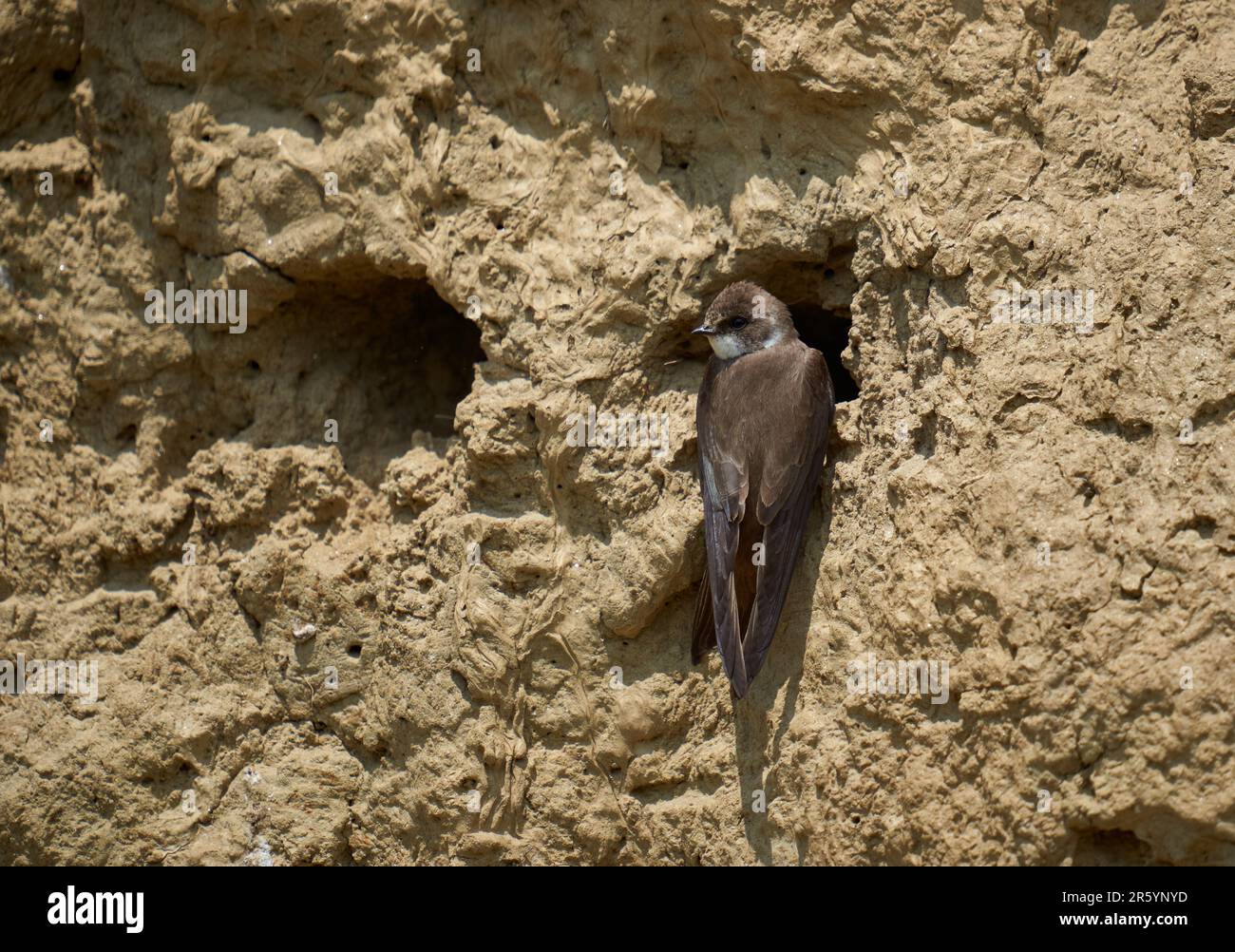 Sand martin (Riparia riparia) colony in a mud bank Stock Photo - Alamy