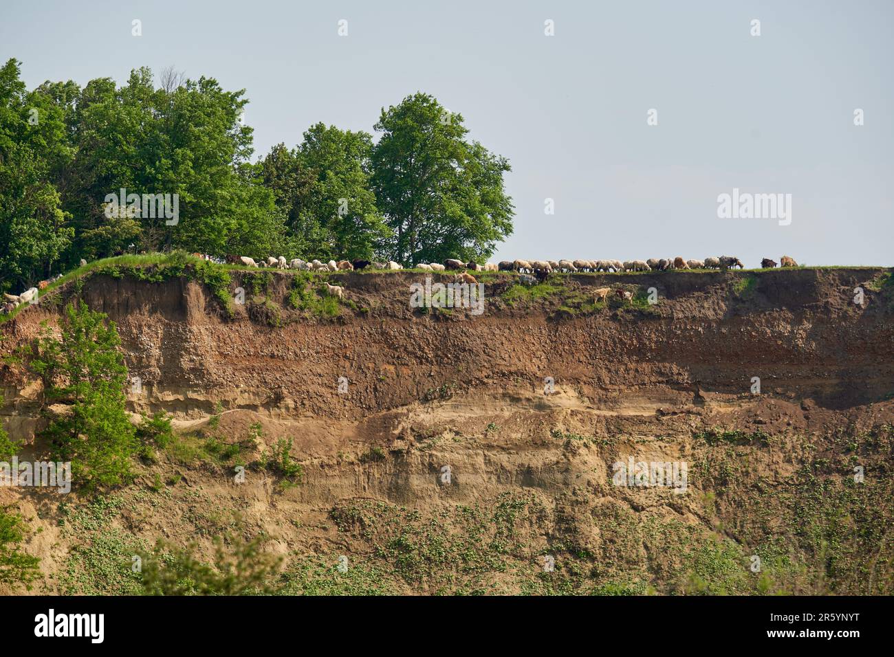 Goats on cliff edge hi-res stock photography and images - Alamy
