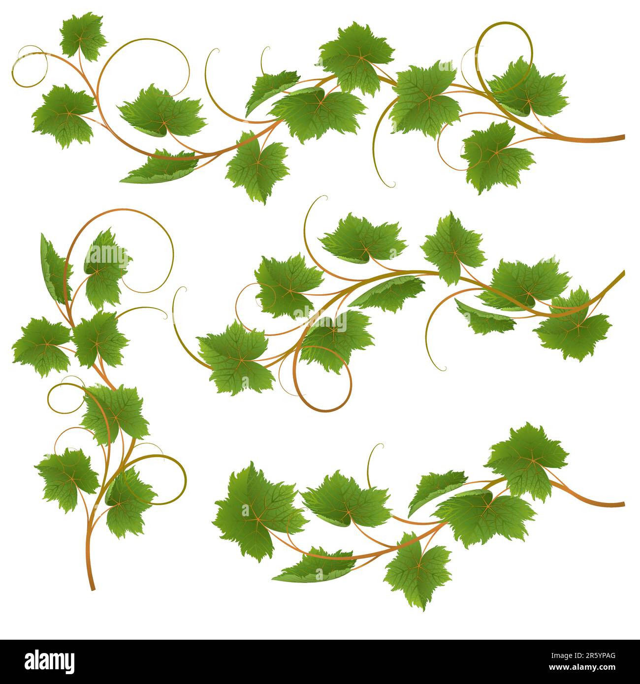 Vineyard graphics Cut Out Stock Images & Pictures - Alamy