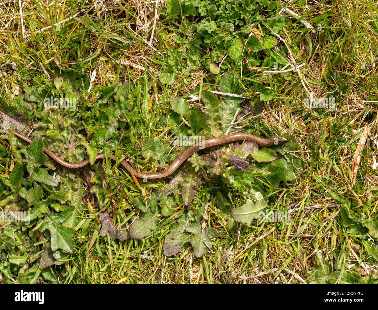 Slow worm (Anguis fragilis) legless lizard on green grass and ...