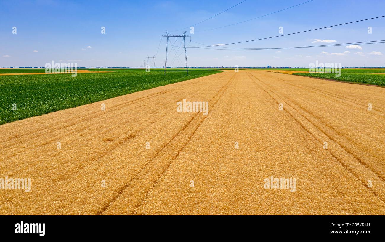 Above view over cultivated plot with mature wheat vegetation ...