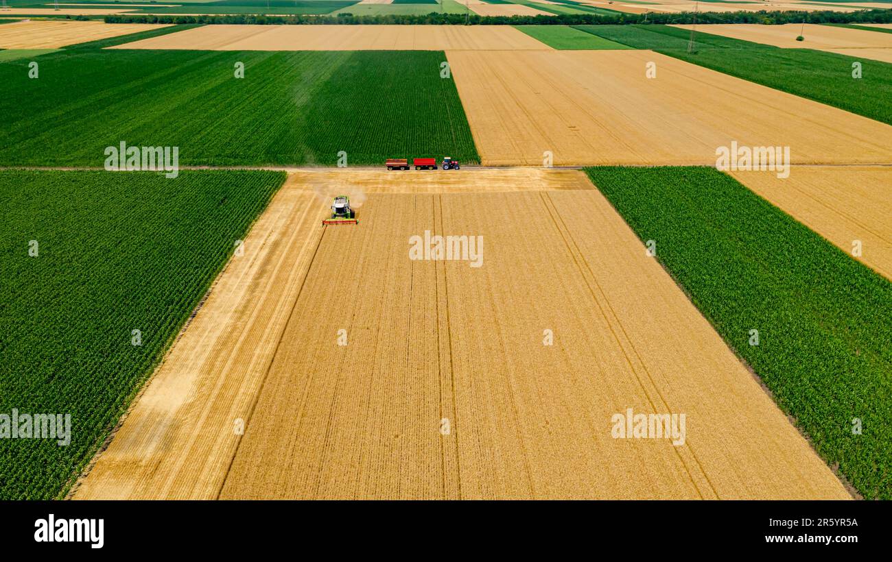 Above front view on agricultural harvester, combine is cutting and ...