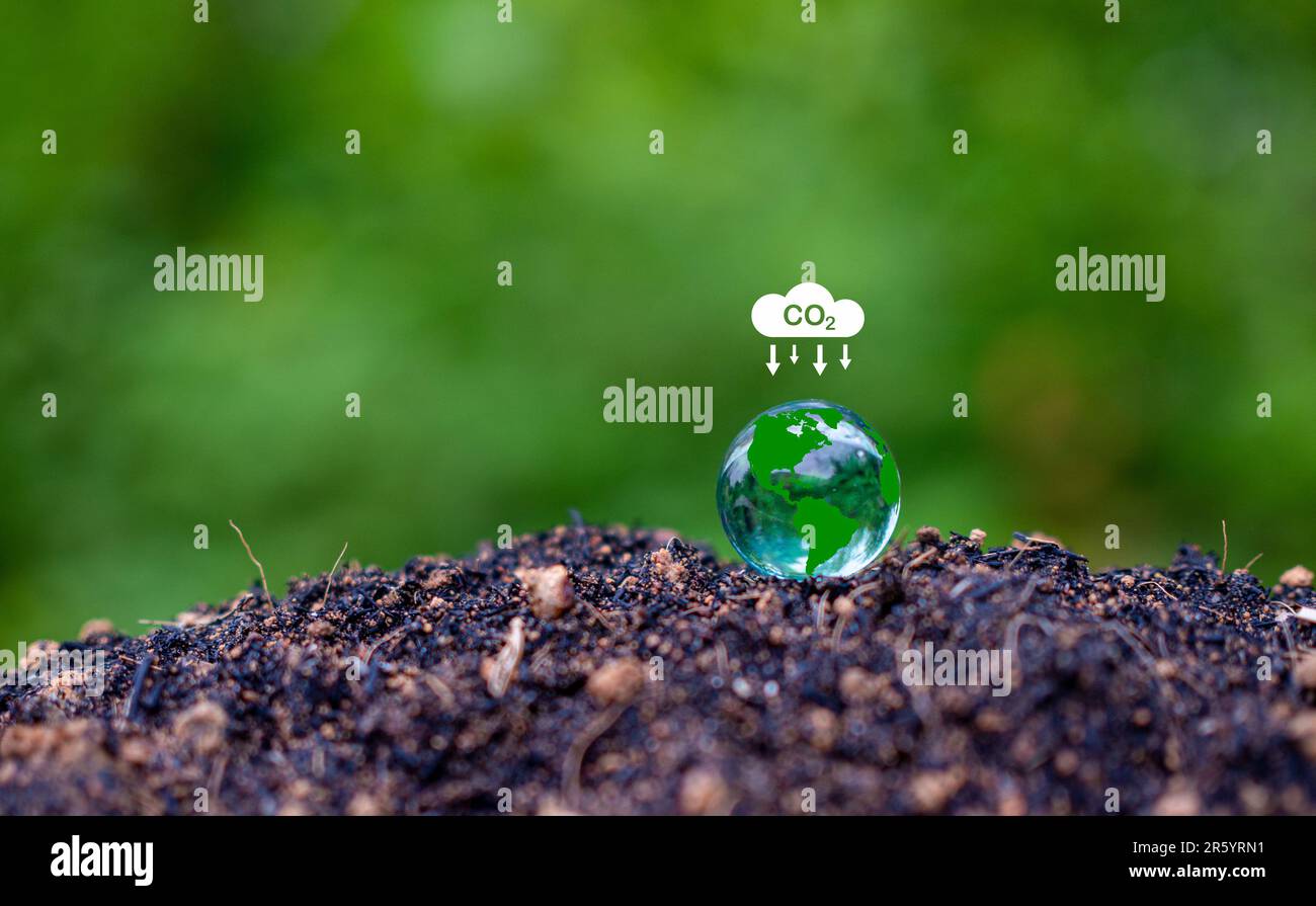 Do Trees Reduce Carbon Dioxide at Carmina Cox blog