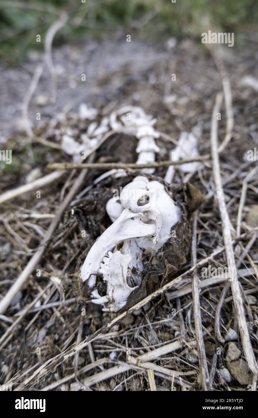 Cadaver bones hi-res stock photography and images - Alamy