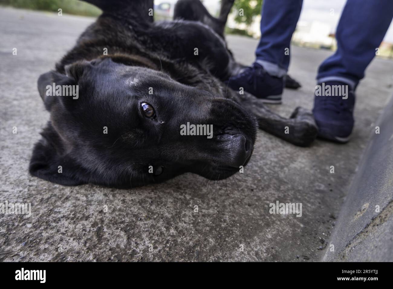 Spanish mastiff dog with labrador, pets, mammals Stock Photo - Alamy