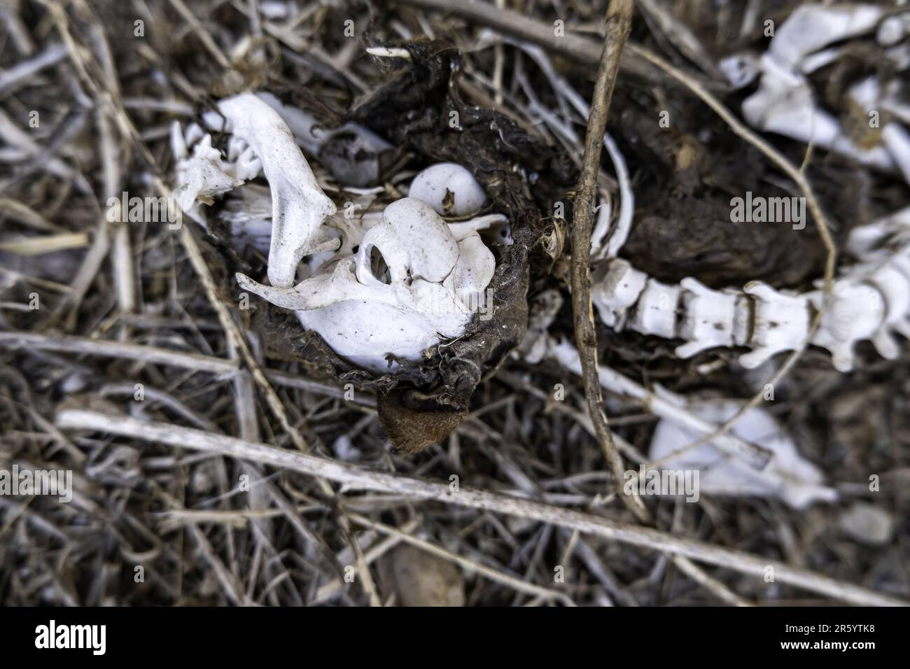 Bones cadaver cat puppy, animal remains, dead Stock Photo - Alamy