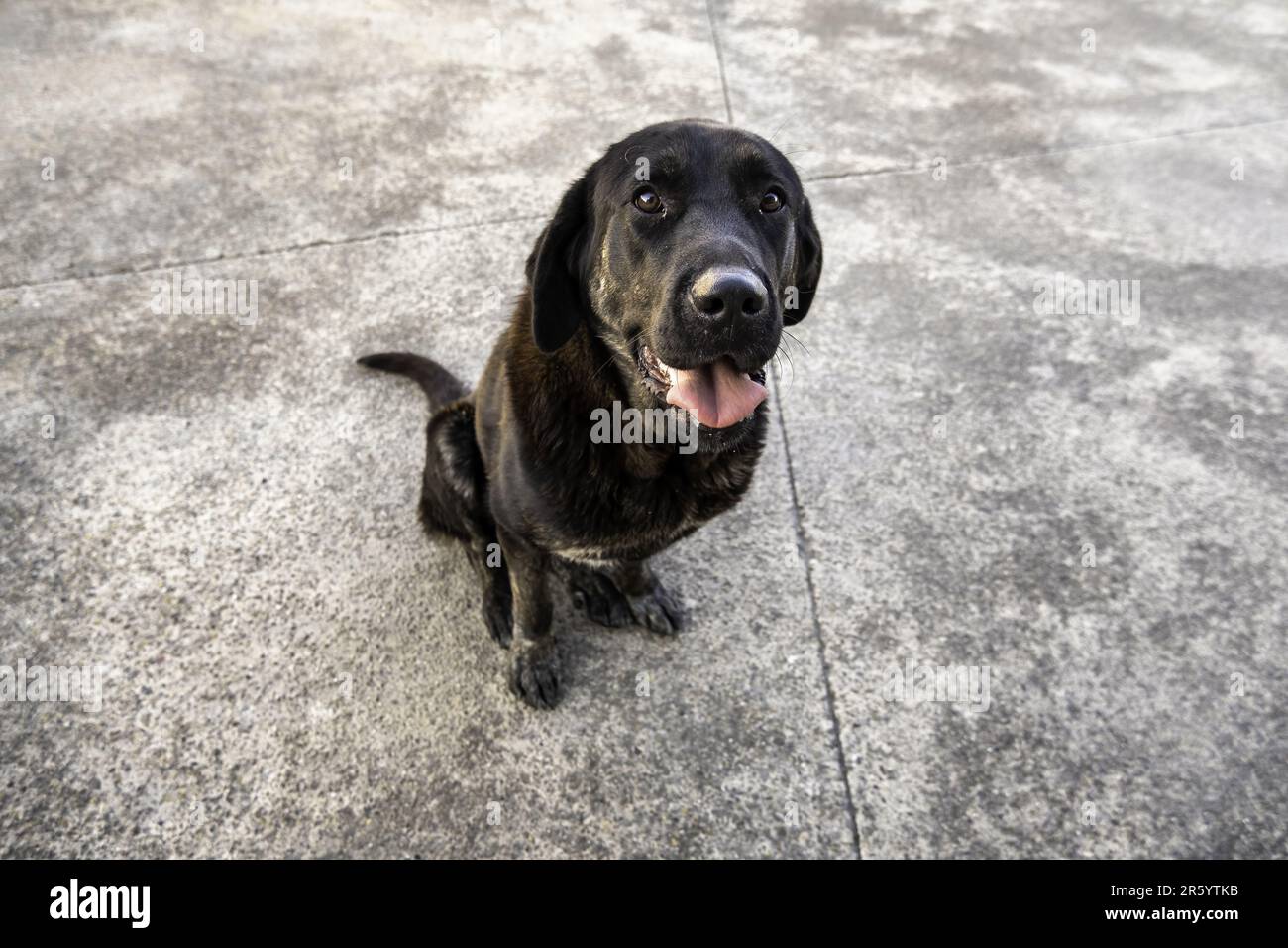 Spanish mastiff dog with labrador, pets, mammals Stock Photo - Alamy