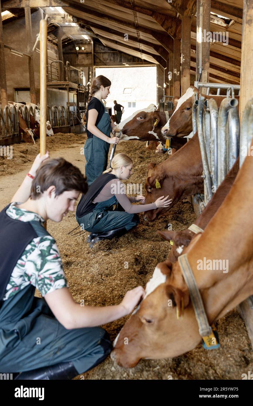 HERPEN - VMBO cadre students help out for a day at dairy farm De ...