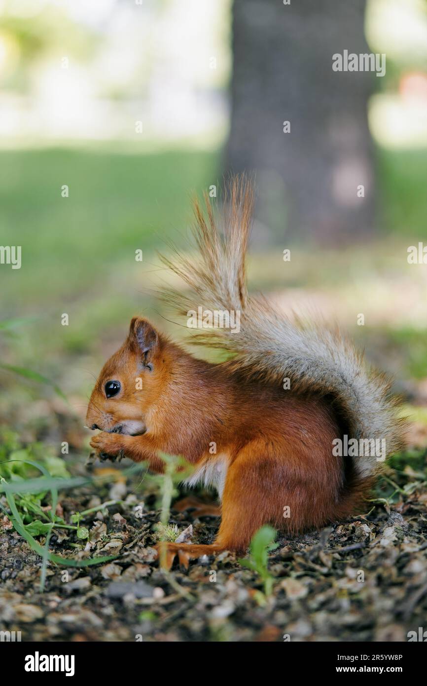Squirrel sitting on the ground in forest, holding food with its paws ...