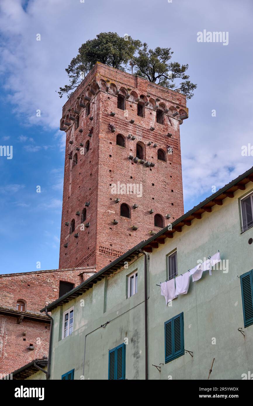 medieval Torre Guinigi tower with trees on its top, Lucca, Tuscany ...