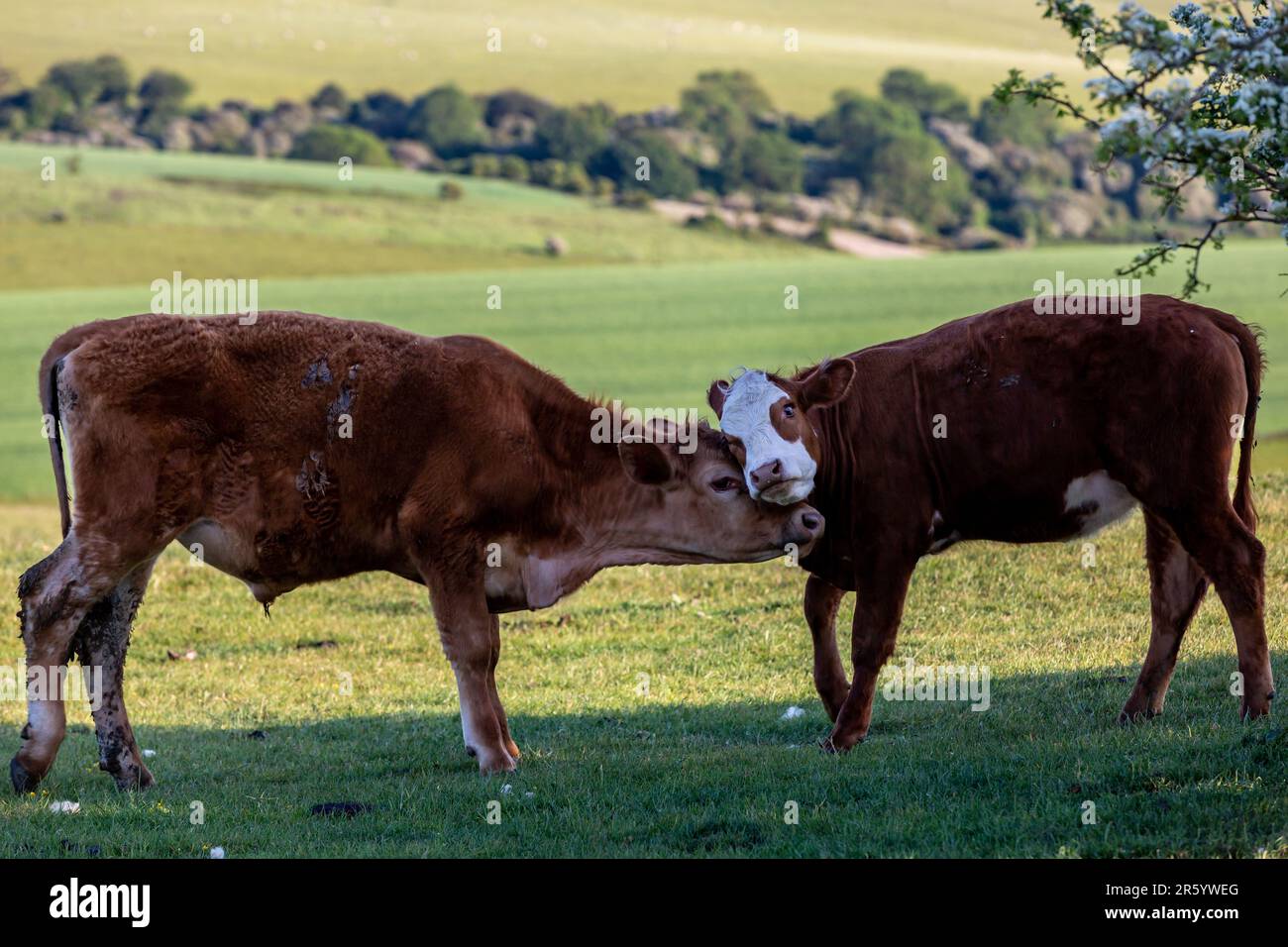 Two bulls showing aggression to each other, on Ditchling Beacon in ...
