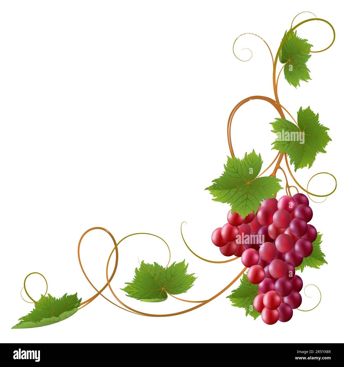 Red vine on a white background Stock Vector Image & Art - Alamy