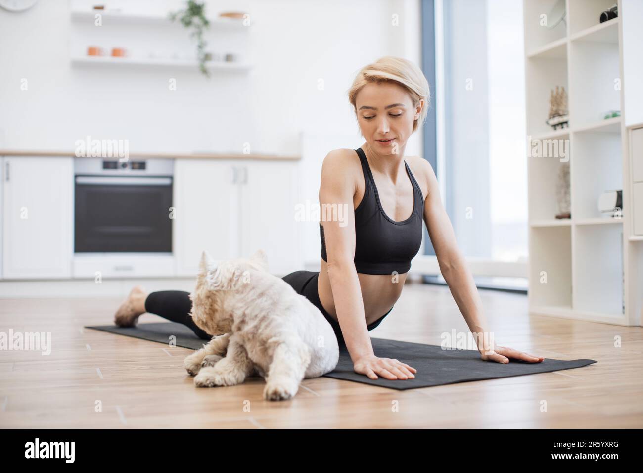 Attractive female in black outfit stretching in Cobra Pose while furry ...