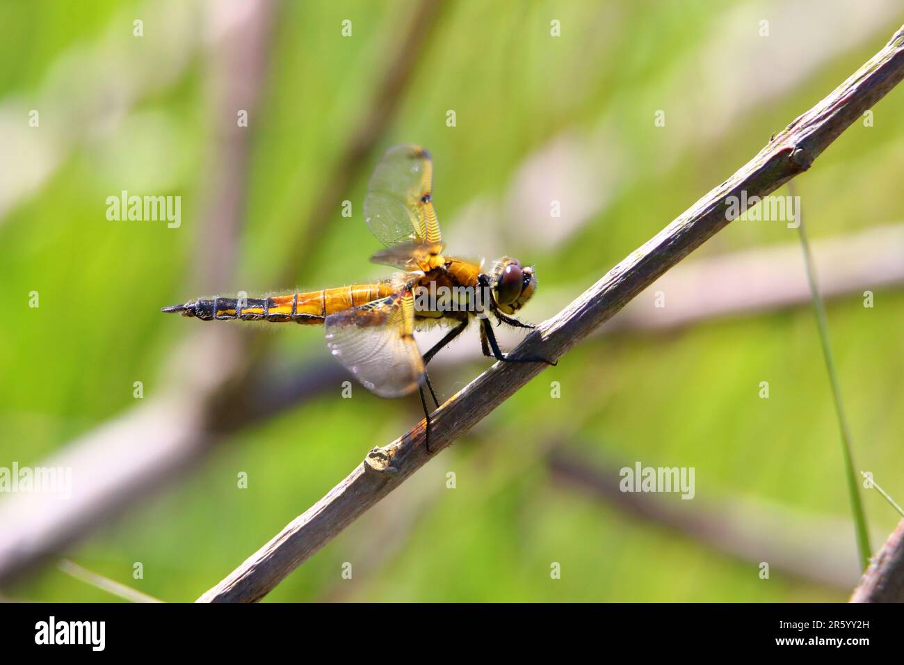 Female Four-spotted Chaser (Libellula quadrimaculata) side view Stock ...