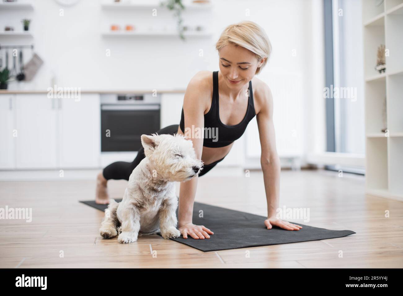 Calm West Highland White Terrier slowly falling asleep while female ...