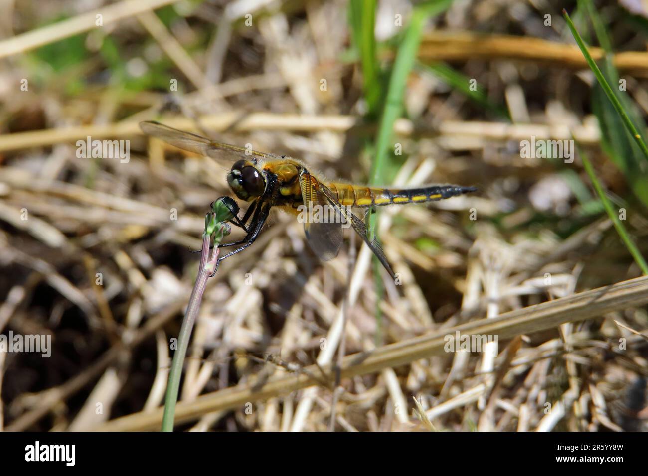 Female Four-spotted Chaser (Libellula quadrimaculata Stock Photo - Alamy