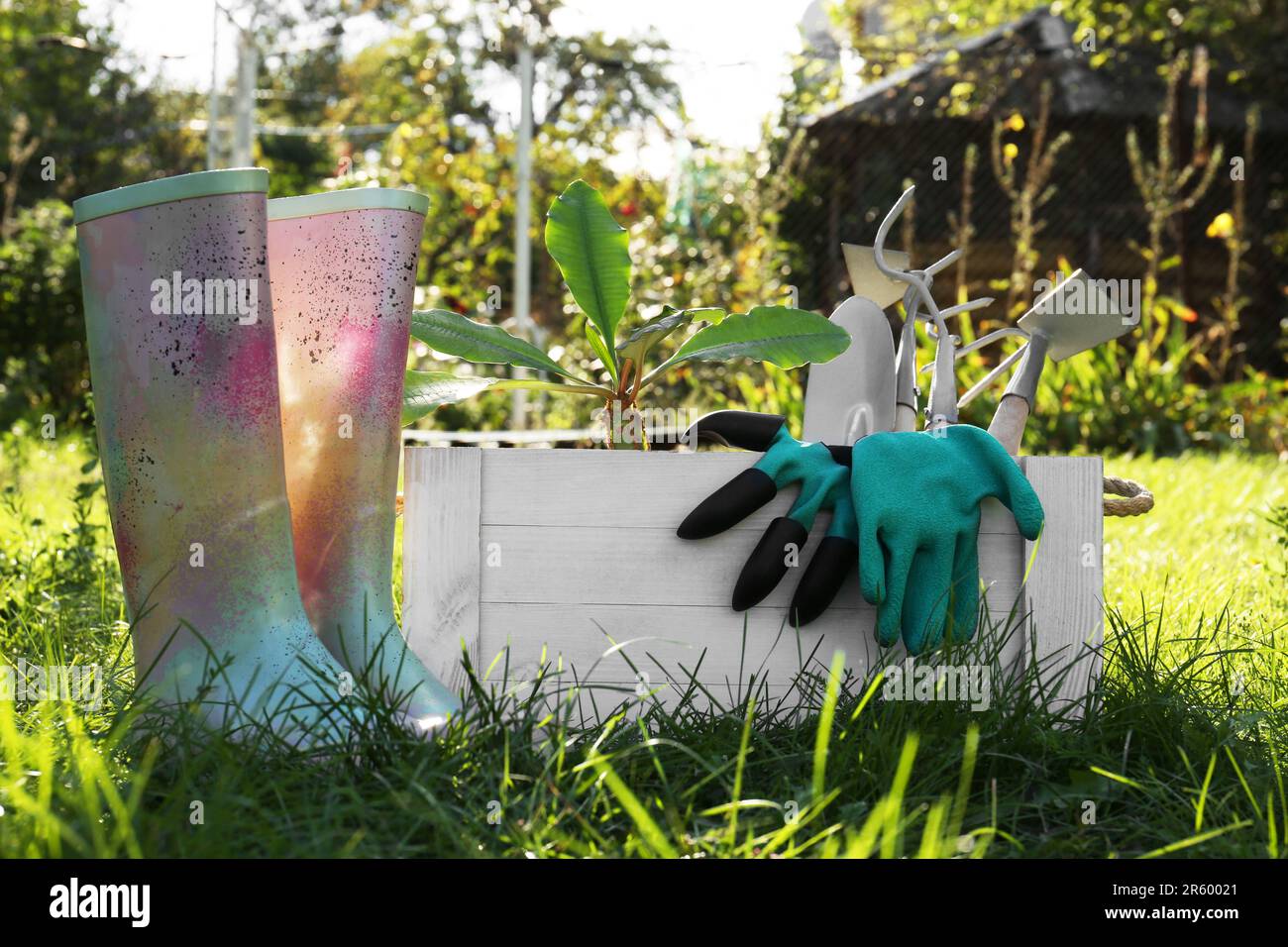 White wooden crate with plant, gloves, gardening tools and rubber boots ...
